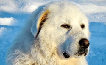 Le patou est-il dangereux pour les randonneurs