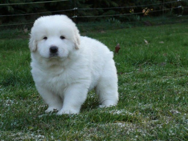 Le patou est-il dangereux pour les randonneurs