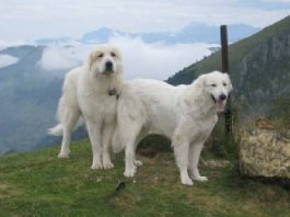 Le patou est-il dangereux pour les randonneurs