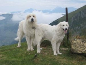 Le patou est-il dangereux pour les randonneurs