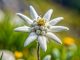 Découvrez les 10 plus belles fleurs des Alpes