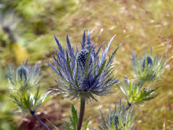 Découvrez les 10 plus belles fleurs des Alpes